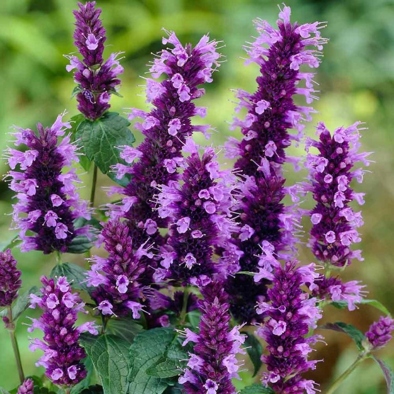 Vertus de l'Agastache et propriétés médicinales
